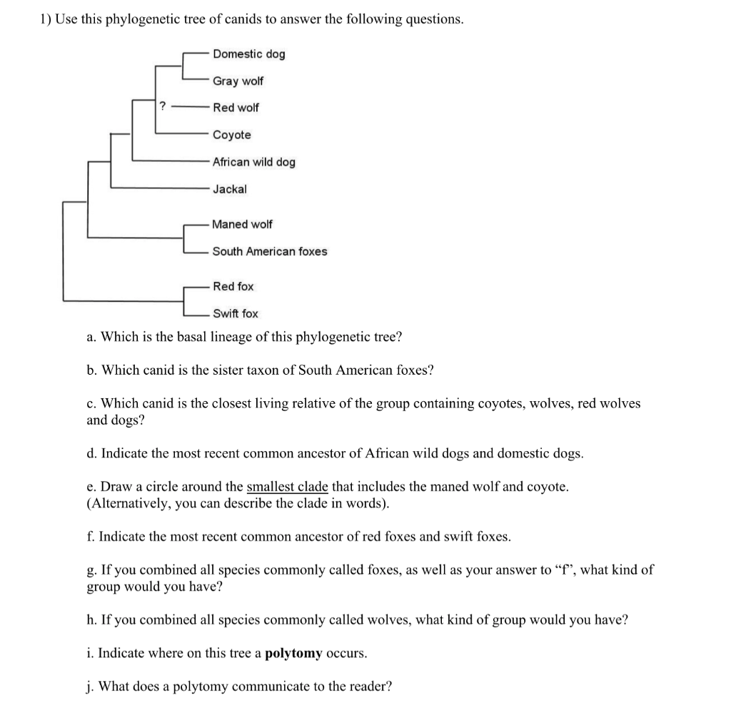 Solved 1) Use this phylogenetic tree of canids to answer the | Chegg.com