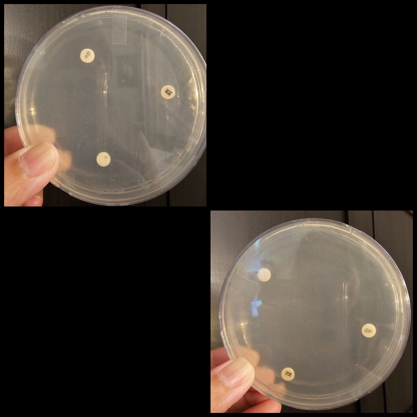 Solved In the Kirby-Bauer method of antibacterial drug | Chegg.com
