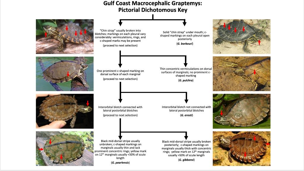 Solved Construct a pictorial dichotomous key with the | Chegg.com