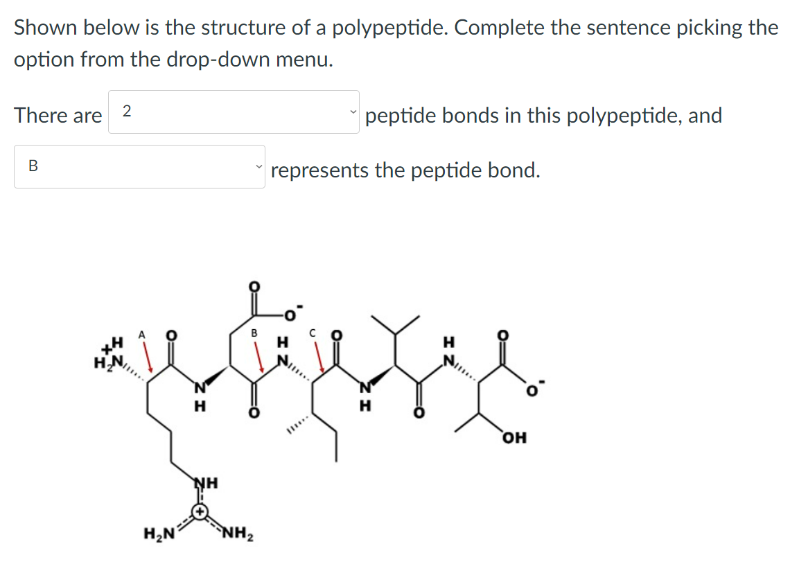 Solved Shown below is the structure of a polypeptide. | Chegg.com