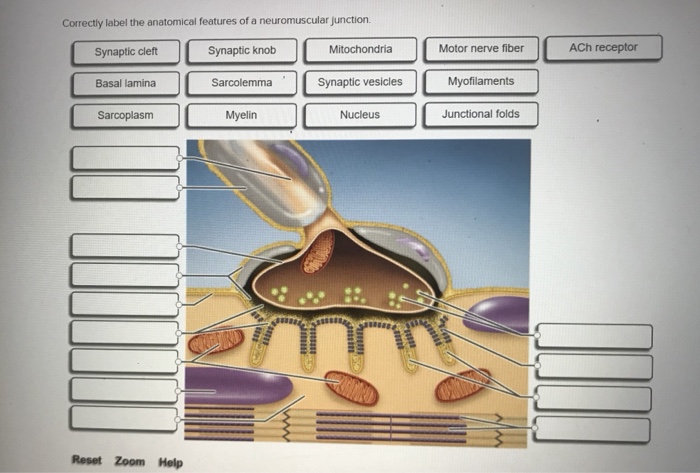 Solved Correctly Label The Anatomical Features Of A