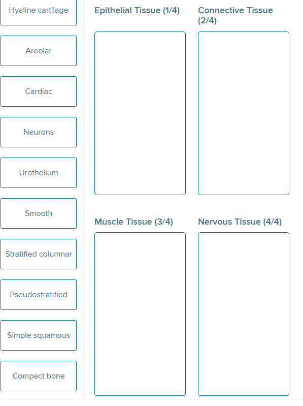 Solved Place the following names of tissues in the | Chegg.com