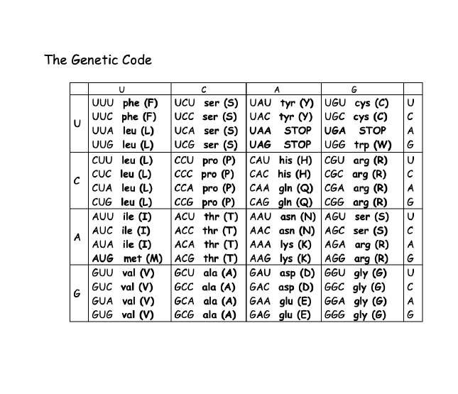 3. Assume mRNA is being transcribed starting from the | Chegg.com