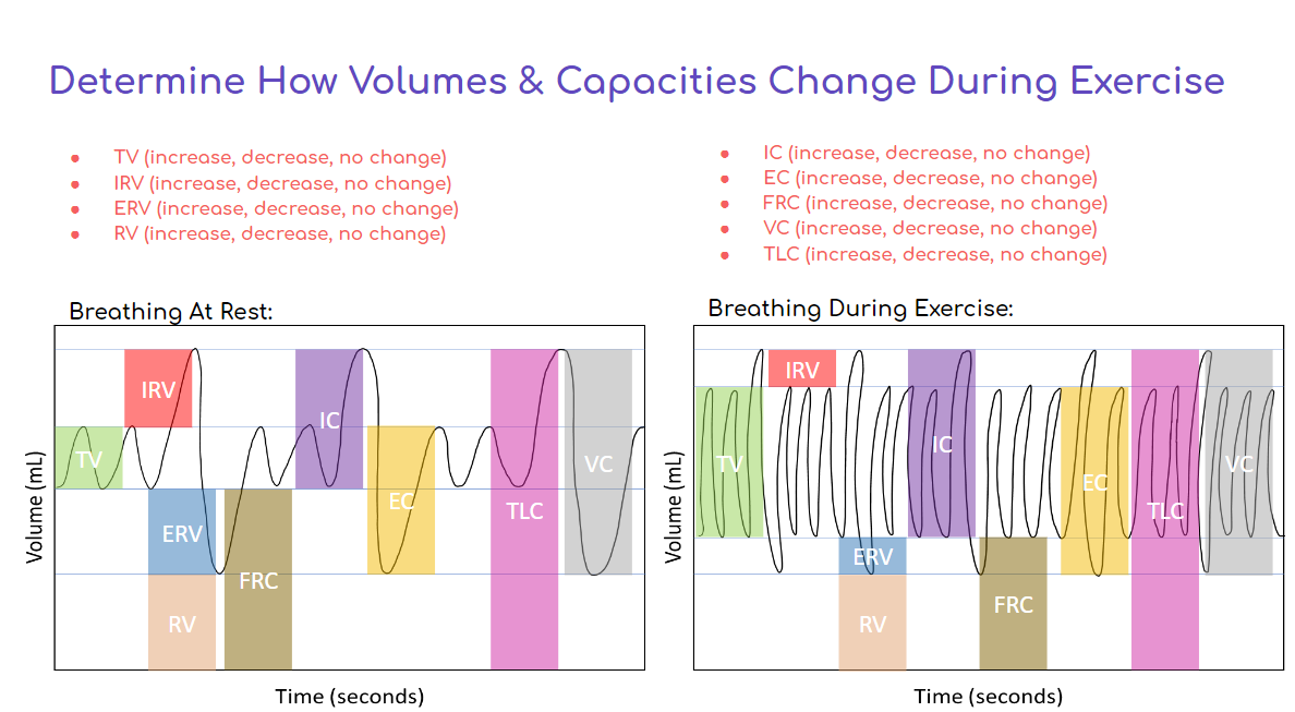 Solved Determine How Volumes \& Capacities Change During | Chegg.com