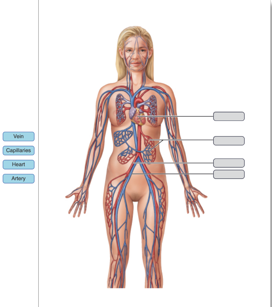 Solved Vein Capillaries Heart Artery | Chegg.com
