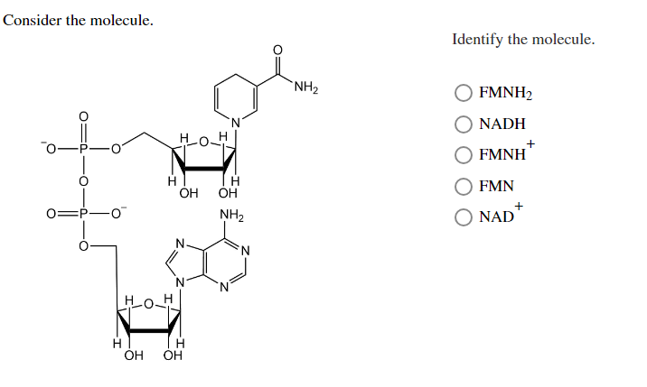 Solved Consider the molecule. Identify the molecule. FMNH2 | Chegg.com