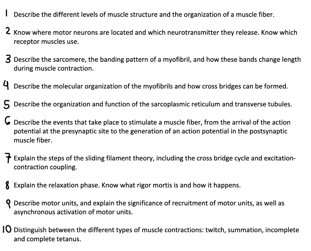 Solved | Describe the different levels of muscle structure | Chegg.com