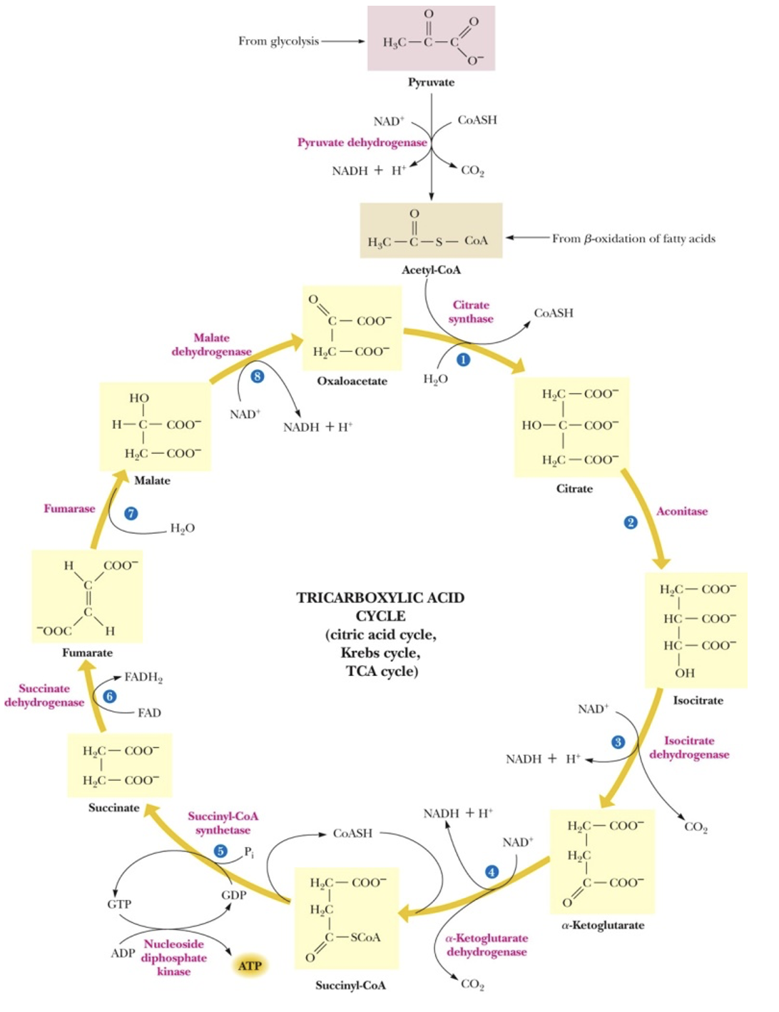 Solved Consider the fate of pyruvate labeled with 14C at the | Chegg.com