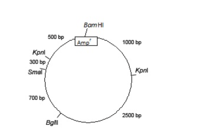 Solved a) Given the plasmid below, draw the gel of a | Chegg.com