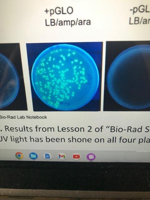 What is the transformation efficiency using the | Chegg.com