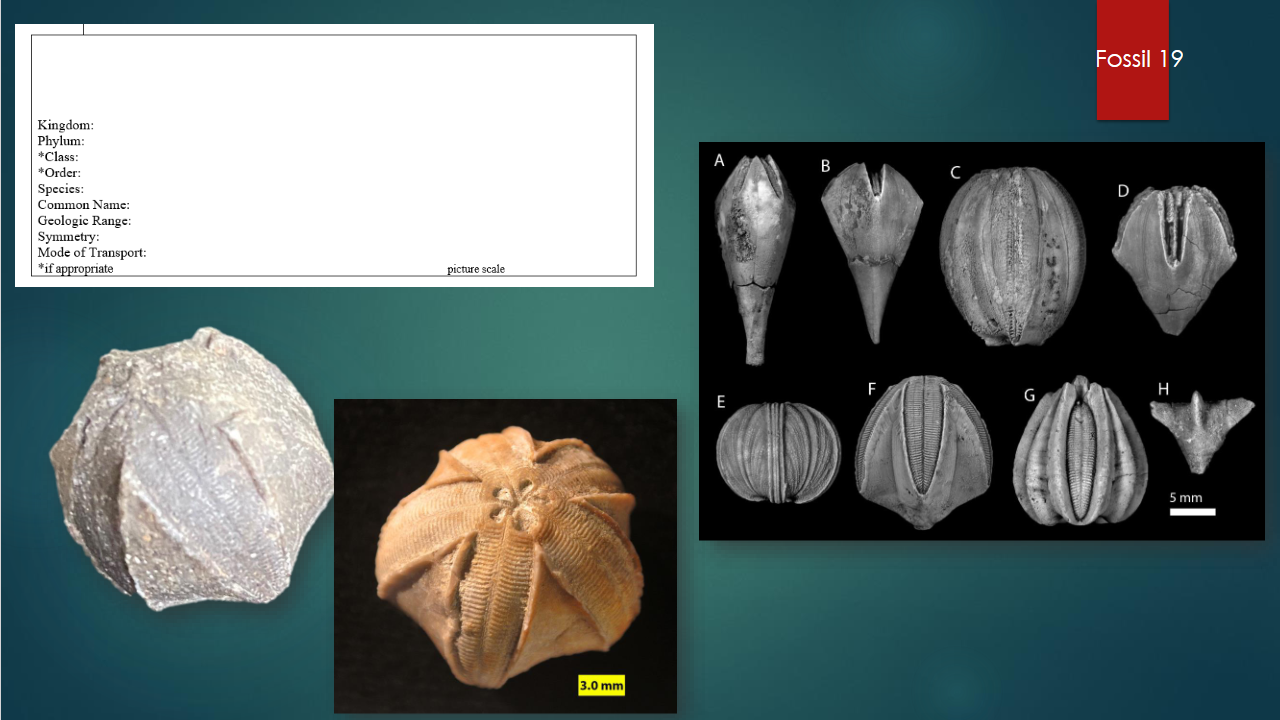 Solved Idenitfy these for the fossilKingdom- ﻿ Phylum- | Chegg.com