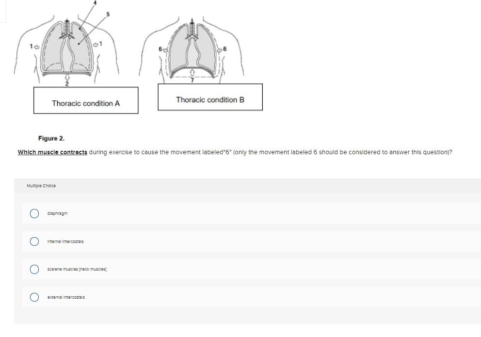 Solved 01 6 Thoracic condition B Thoracic condition A Figure | Chegg.com