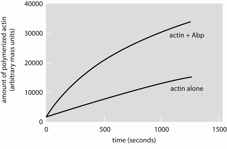 Solved 1. Actin-binding proteins can modify the properties | Chegg.com