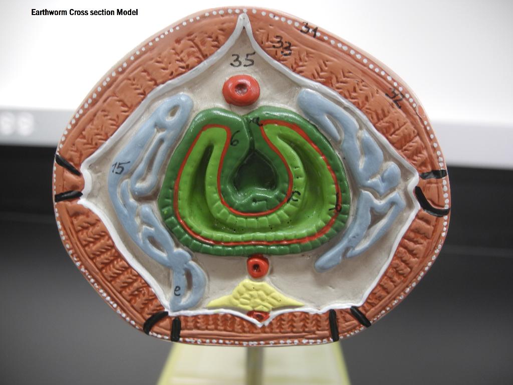 Earthworm Cross section Model 35 | Chegg.com