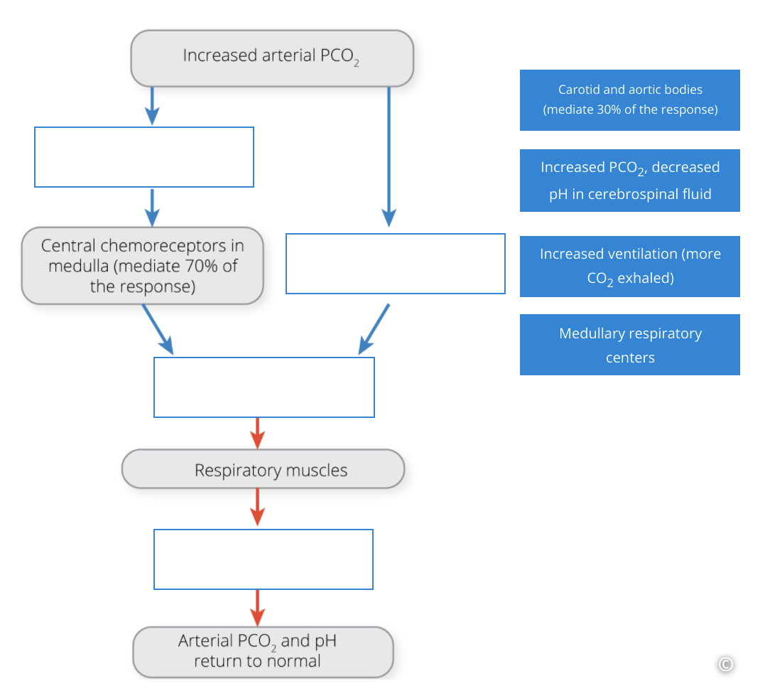 Solved Increased arterial PCO2 Carotid and aortic bodies | Chegg.com