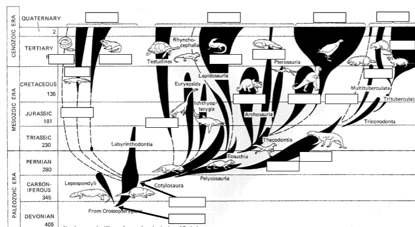 QUATERNARY 2 CENOZOIC ERA Rhyncho- cephalia TERTIARY | Chegg.com