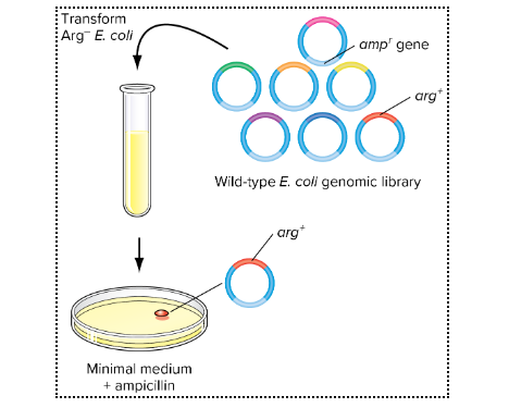 Solved The E. coli MalT protein is a positive regulator of | Chegg.com