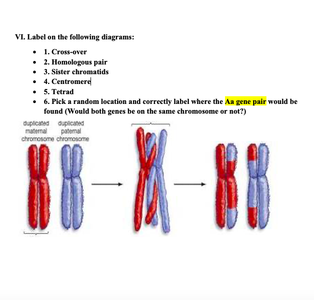 Crossing Over Diagram