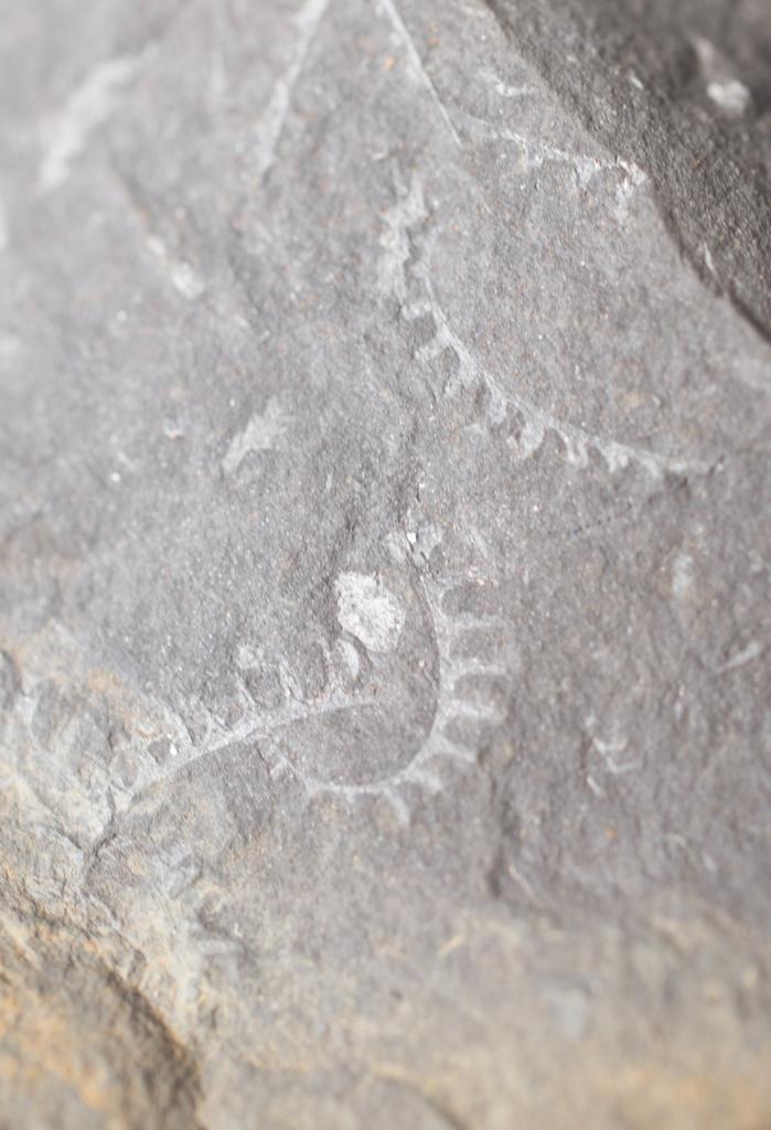 Solved Graptolites Graptolites are common fossils that have | Chegg.com