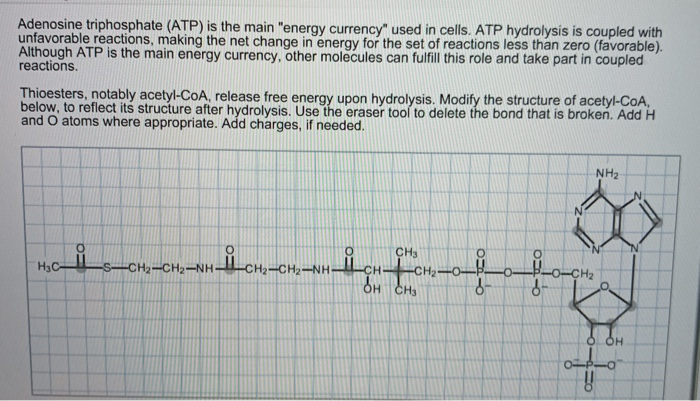Adenosine triphosphate (ATP) is the main "energy | Chegg.com