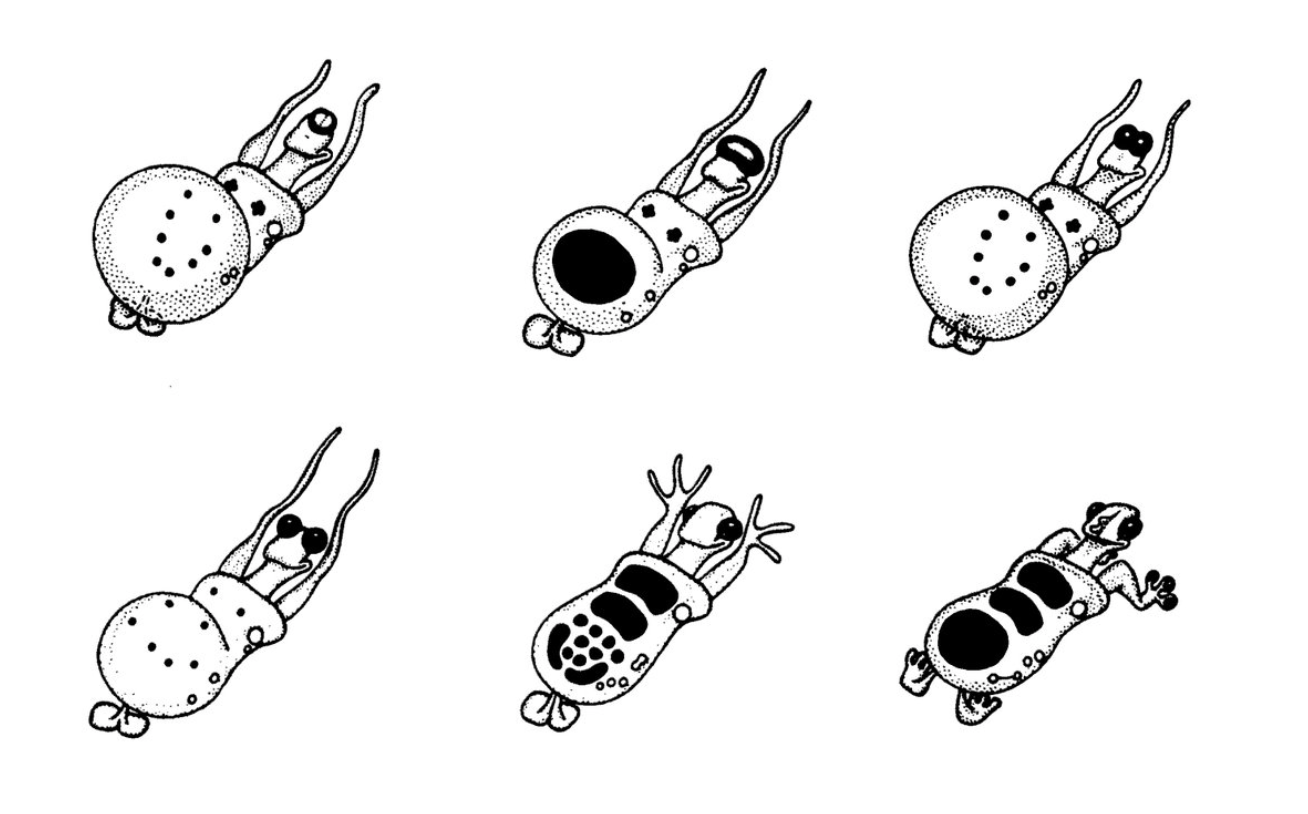 Solved 1.Examine the features of the CAMINALCULES, and make | Chegg.com