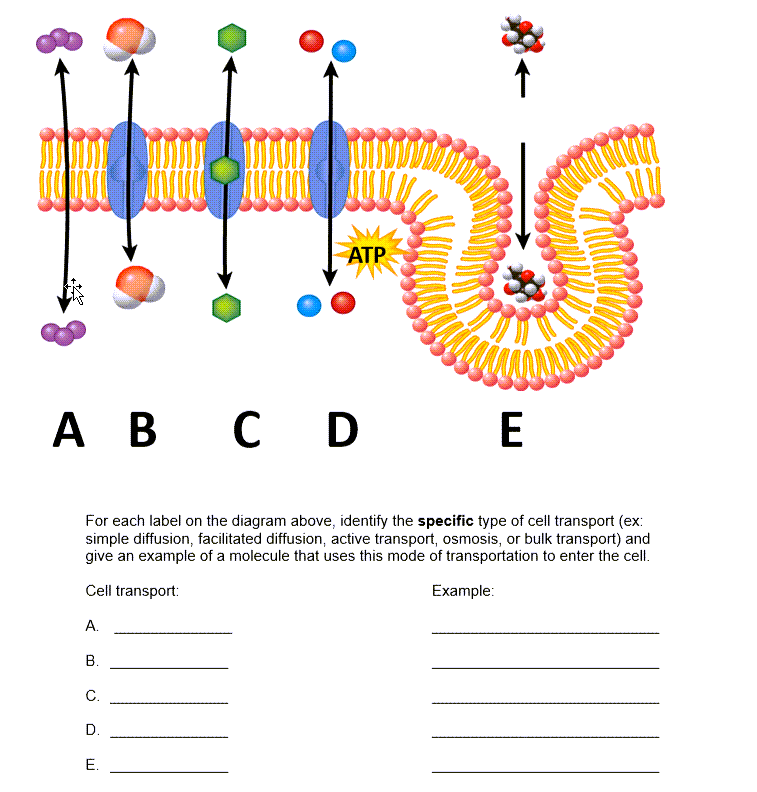 Solved This is Biology, cell transport activity. This all | Chegg.com