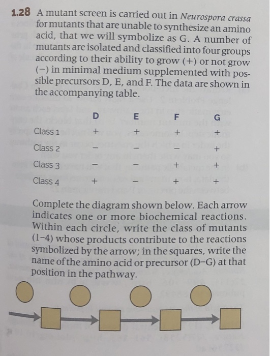 Solved 1.28 A mutant screen is carried out in Neurospora | Chegg.com