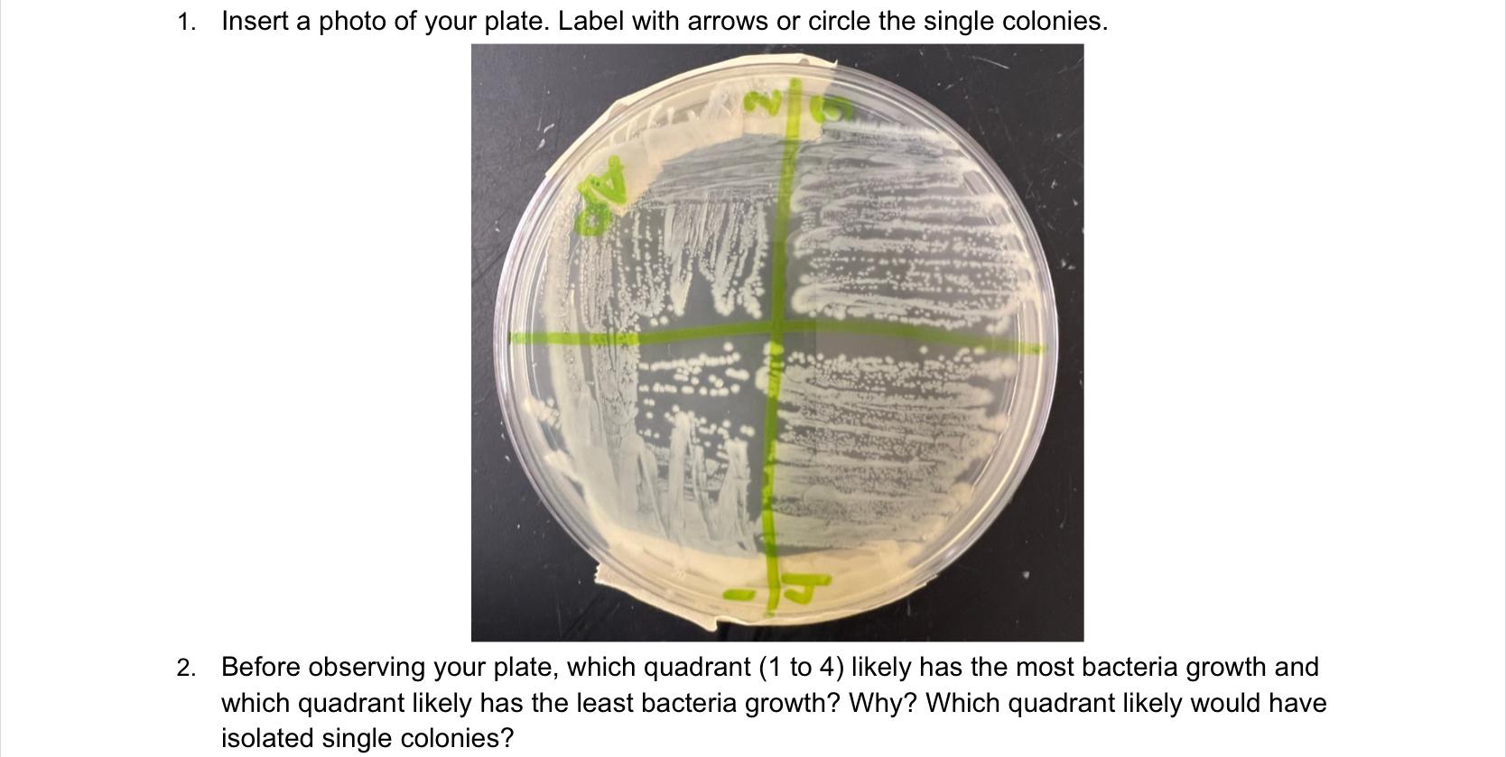 Solved Before observing your plate, which quadrant ( 1 to 4 | Chegg.com