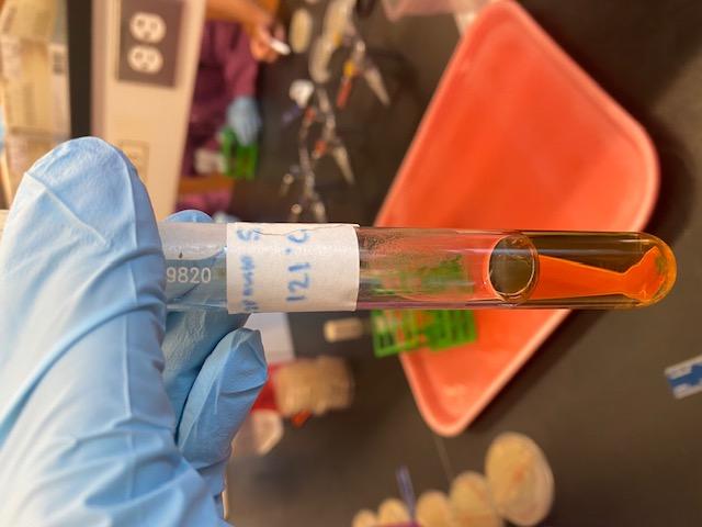 Solved Steps: Label five BT Sure™ test vials as 1, 2, 3, 4 | Chegg.com