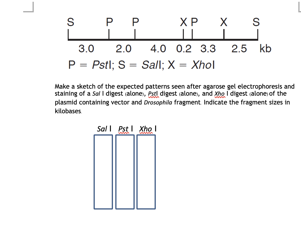 Solved 3. The linear bacteriophage λ genomic DNA has at each | Chegg.com