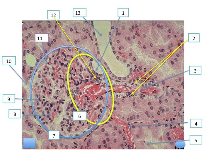 Solved IDENTIFY THE POINTED, ENCIRCLED STRUCTURES. 1. 2. | Chegg.com