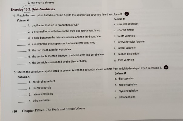 Solved d. transverse sinuses Exercise 15.2: Brain Ventricles | Chegg.com