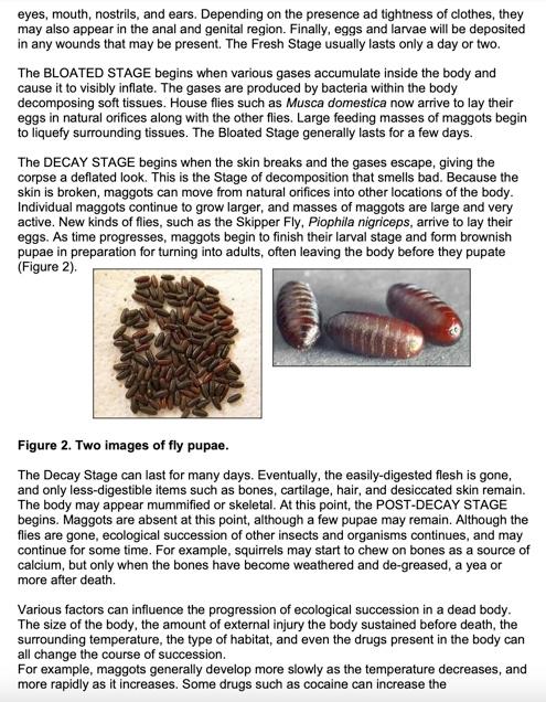 DE Biology 101 Lab Investigation: Forensic Entomology | Chegg.com