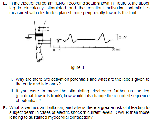 E. In the electroneurogram (ENG) recording setup | Chegg.com