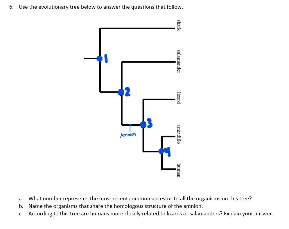 Solved 6. Use the evolutionary tree below to answer the | Chegg.com