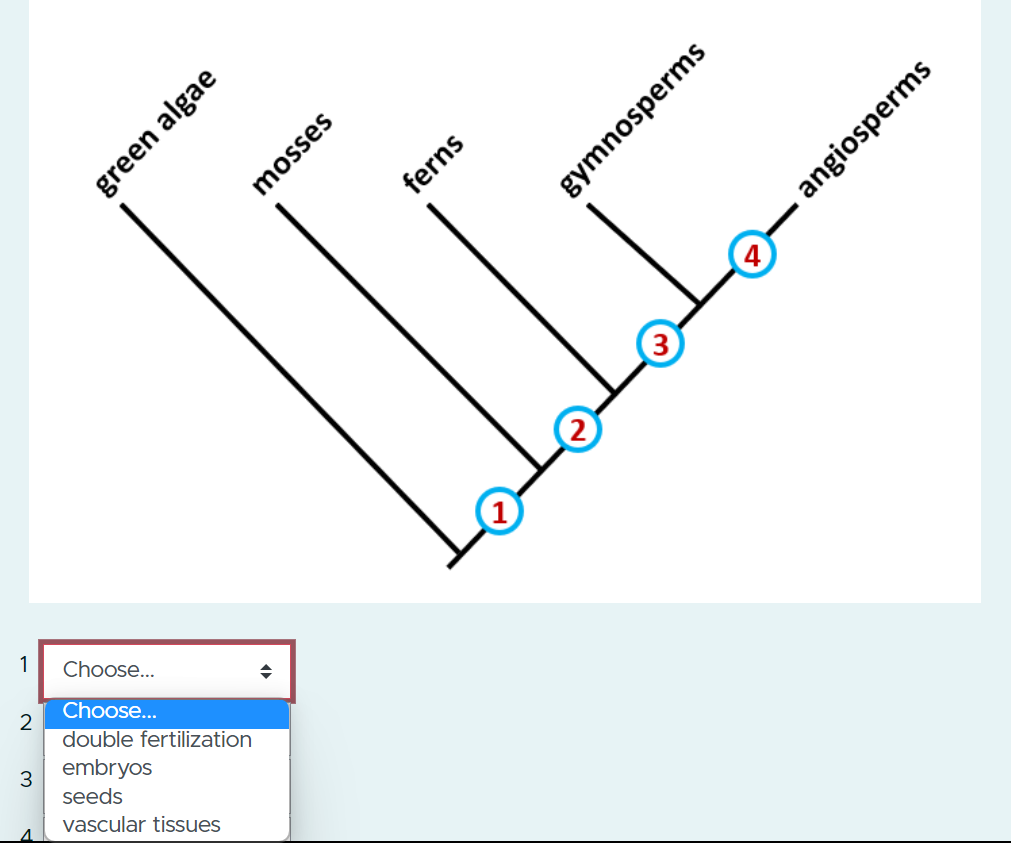 Solved In the following cladogram, match the derived | Chegg.com