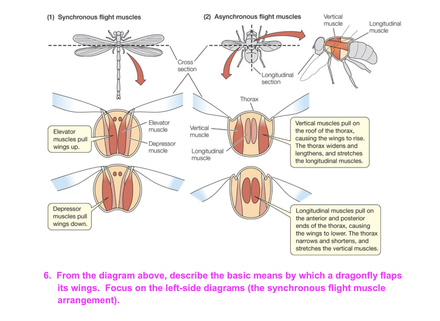 (1) Cimnhmannie flimht mitenlae (D) Acunnhmnnic | Chegg.com