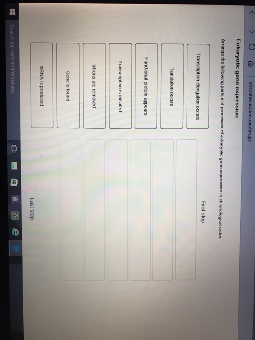 Solved Eukaryotic gene expre of First step Translation | Chegg.com