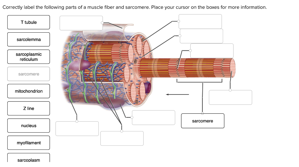 Solved Place the options in the correct box Correctly label | Chegg.com