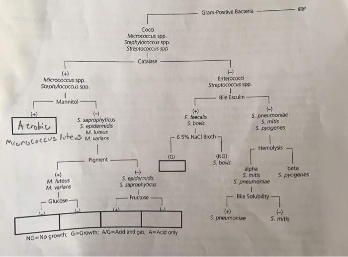 Solved Gram-Positive Bacteria Cocci Staphylococcus spp | Chegg.com