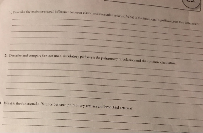 Solved structural difference between elastic and muscular | Chegg.com