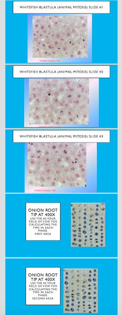 Solved Using the onion root tip slide image in the PPT, | Chegg.com