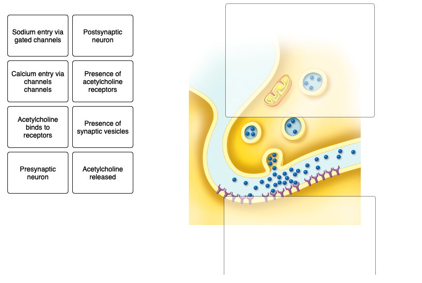 Solved 1;-Each label lists some feature of, or event at, a | Chegg.com