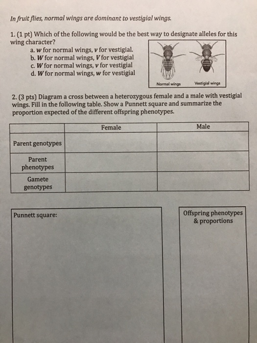 Solved In fruit flies normal wings are dominant to vestigial | Chegg.com