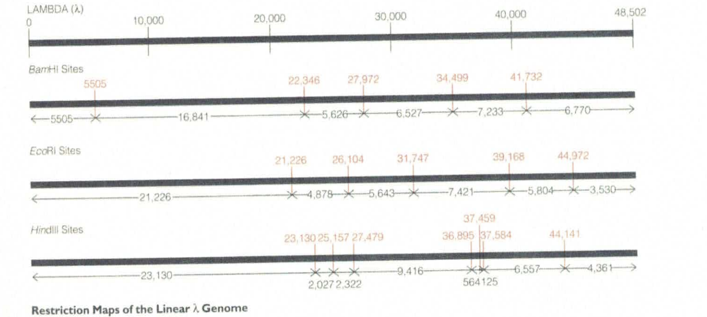 2. Linear DNA fragments migrate at rates that are | Chegg.com