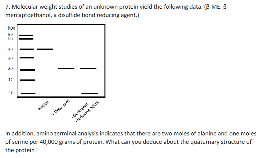 Solved Molecular weight studies of an unknown protein yield | Chegg.com