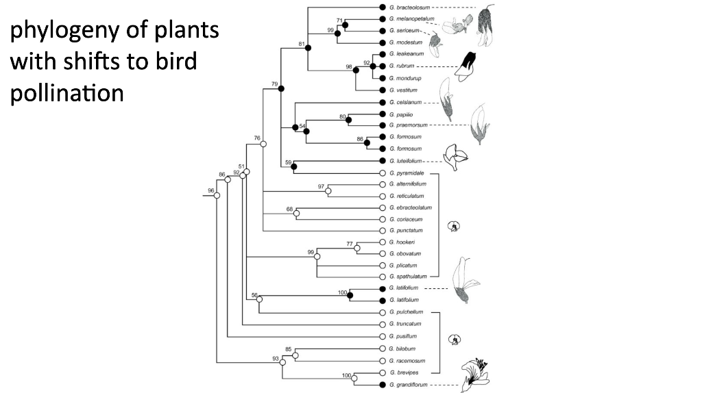 Solved [picture: phylogeny of plants with shifts to bird | Chegg.com