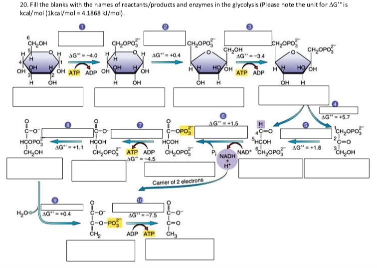 Solved 20, Fill the blanks with the names of | Chegg.com