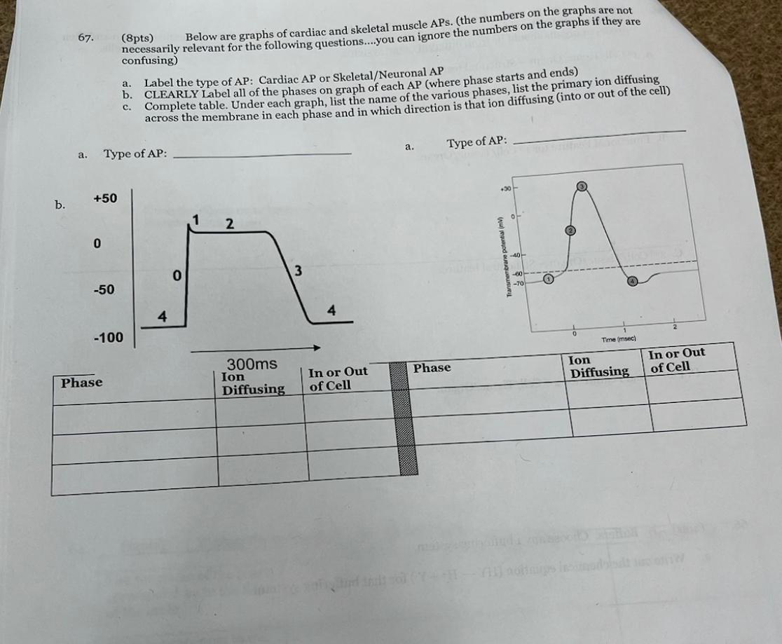 Solved (8pts) Below are graphs of cardiac and skeletal | Chegg.com