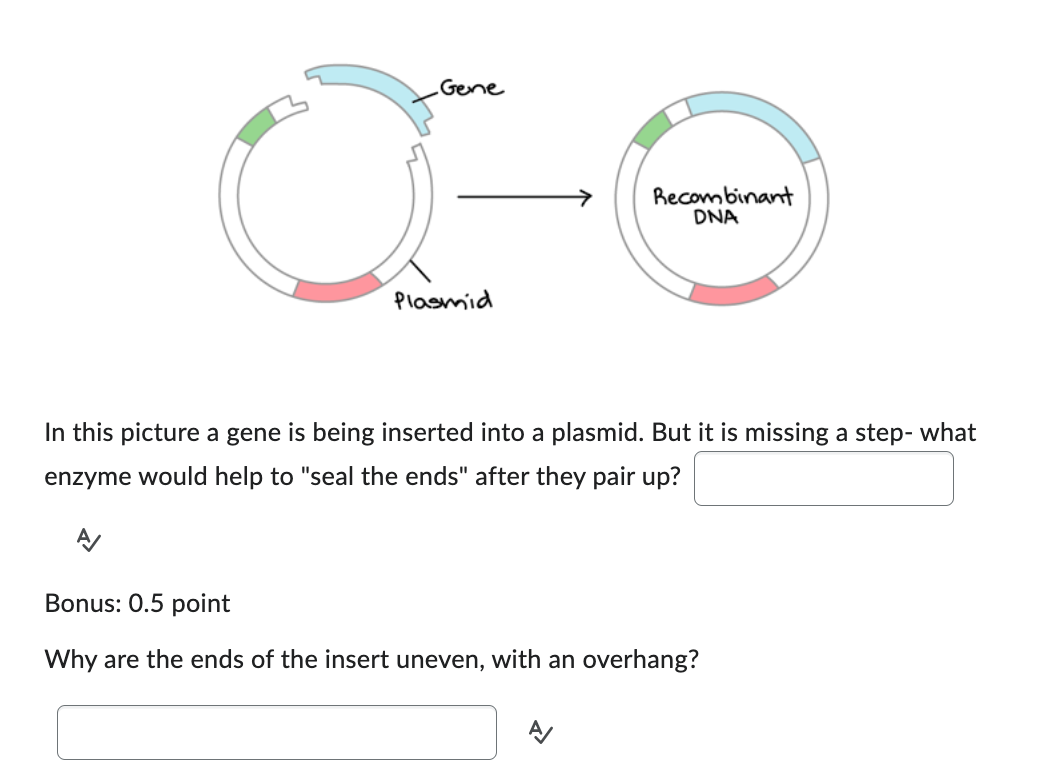 Solved In this picture a gene is being inserted into a | Chegg.com